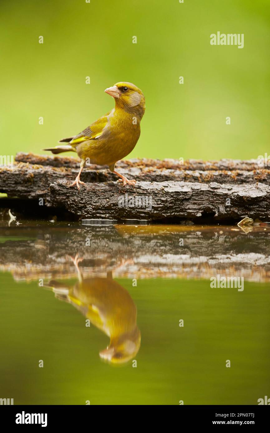 Greenfinch, european greenfinches (Carduelis chloris), songbirds ...