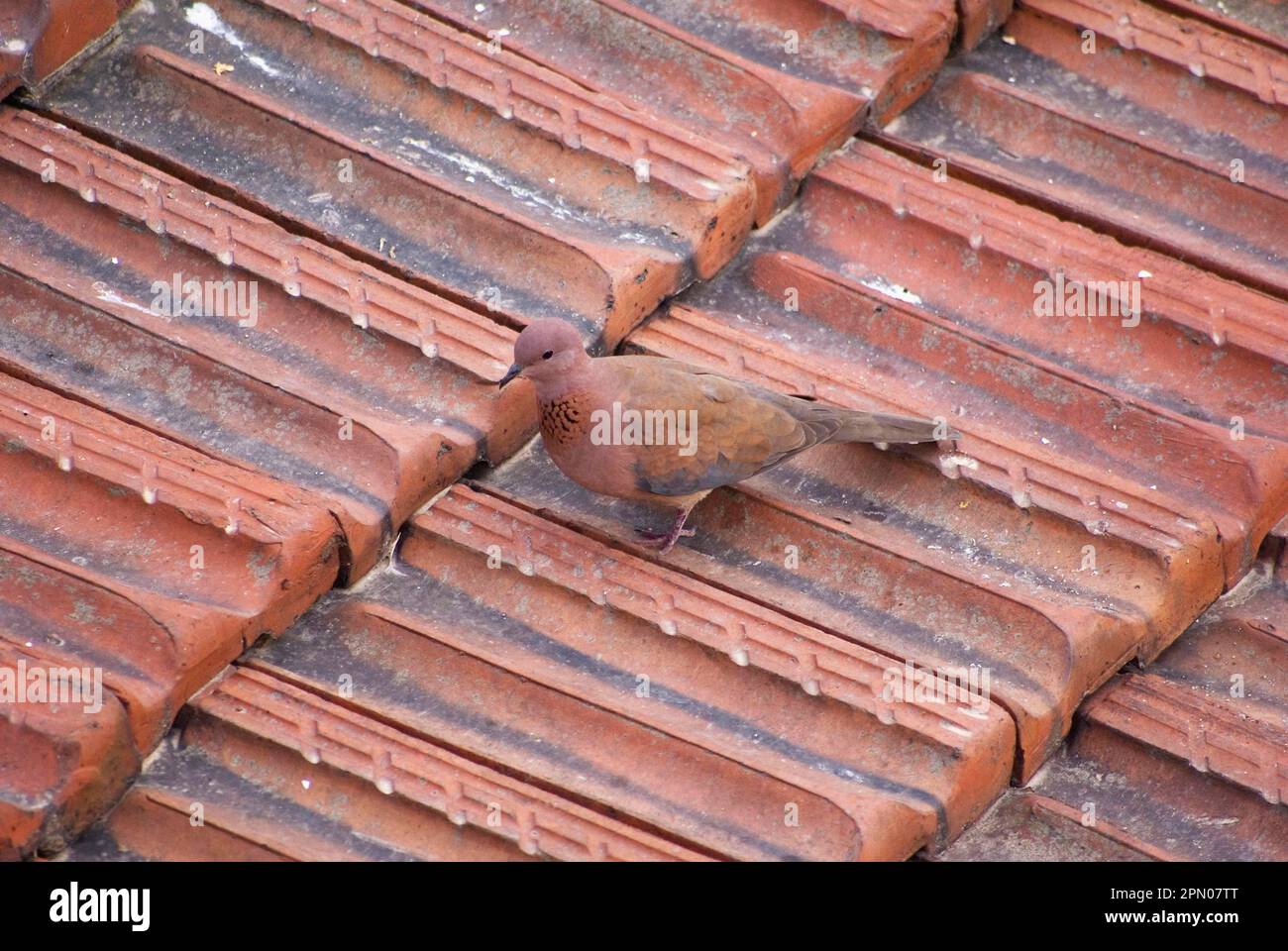 Palm Dove, Palm Doves, Senegal Dove, laughing doves (Streptopelia ...