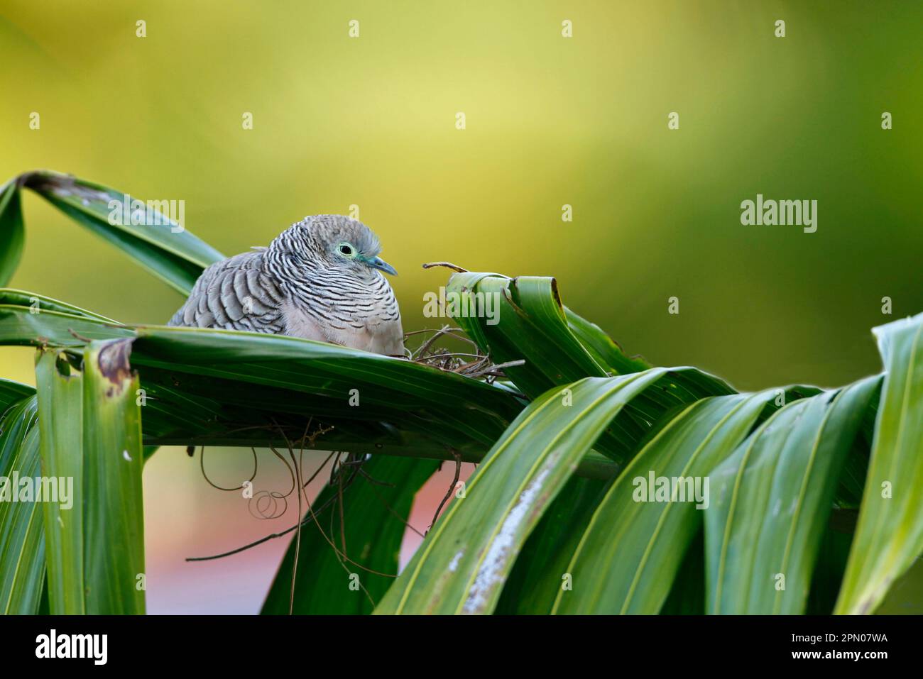 Peaceful Dove (Geopelia placida) adult, sitting at nest on palm leaves ...