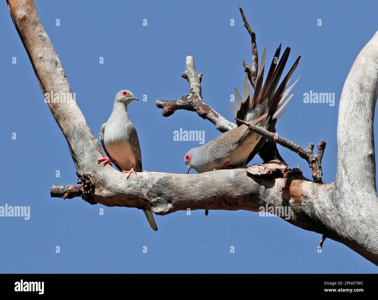 Diamond Dove (Geopelia cuneata) adult pair, male performing courtship ...