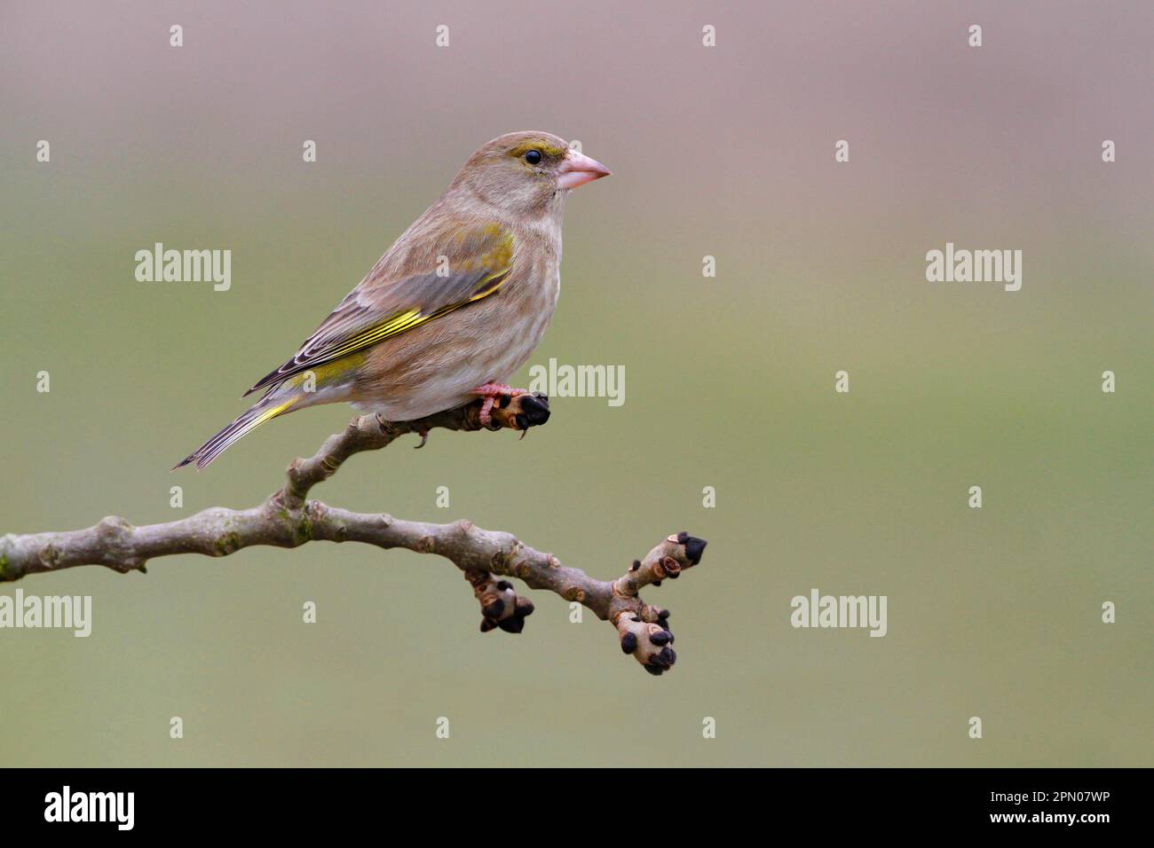 European Greenfinch (Carduelis chloris) adult female, perched on Common ...