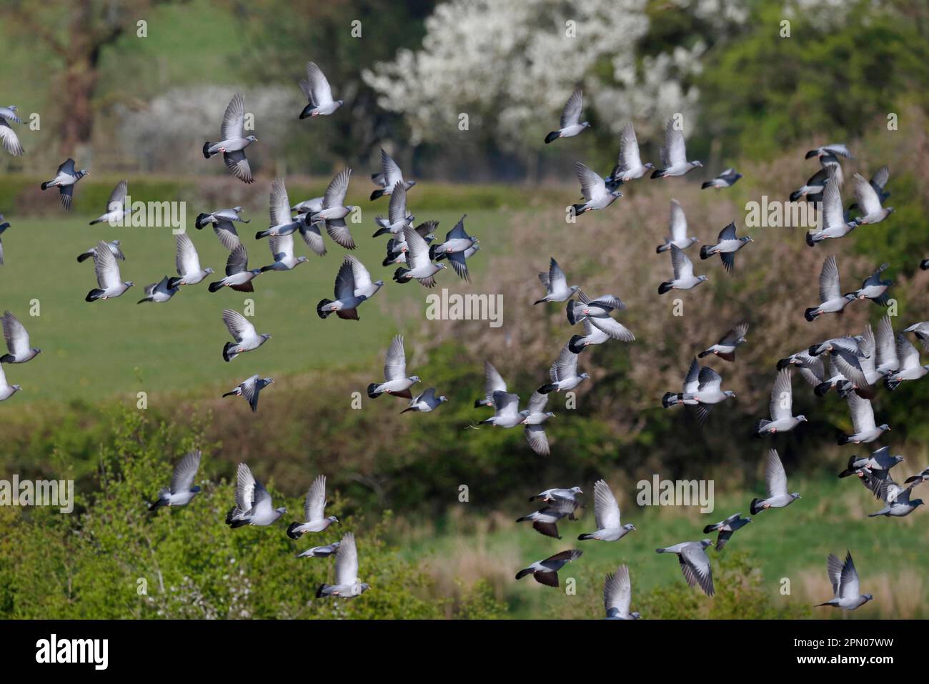 Stock Dove (Columba oenas) flock, in flight, Warwickshire, England ...