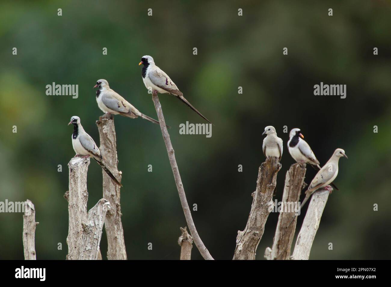 Namaqua dove (Oena capensis), Cape Pigeon, pigeons, animals, birds ...