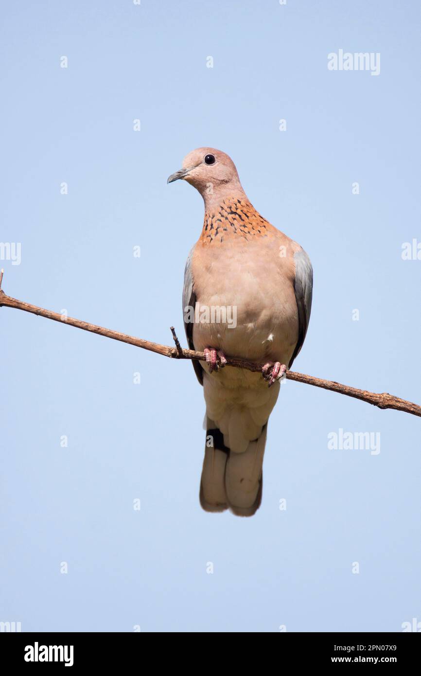 Palm Dove, Palm Doves, Senegal Dove, laughing doves (Streptopelia ...