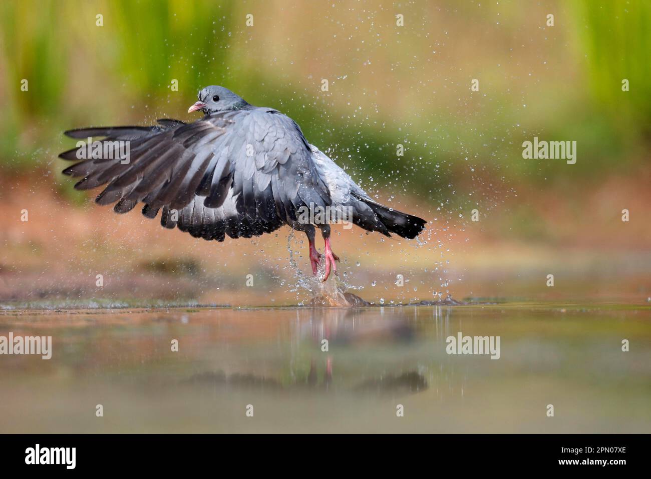 Stock Dove (Columba oenas) adult, in flight, taking off from water ...