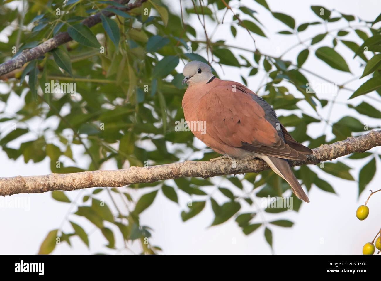 Dwarf laughing pigeons hi-res stock photography and images - Alamy