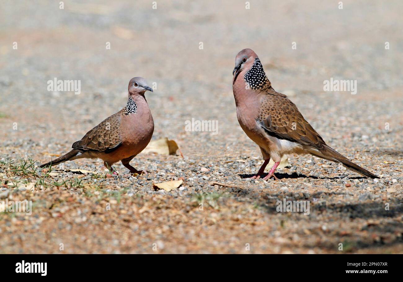 Spotted Dove (Spilopelia chinensis) introduced species, adult pair ...