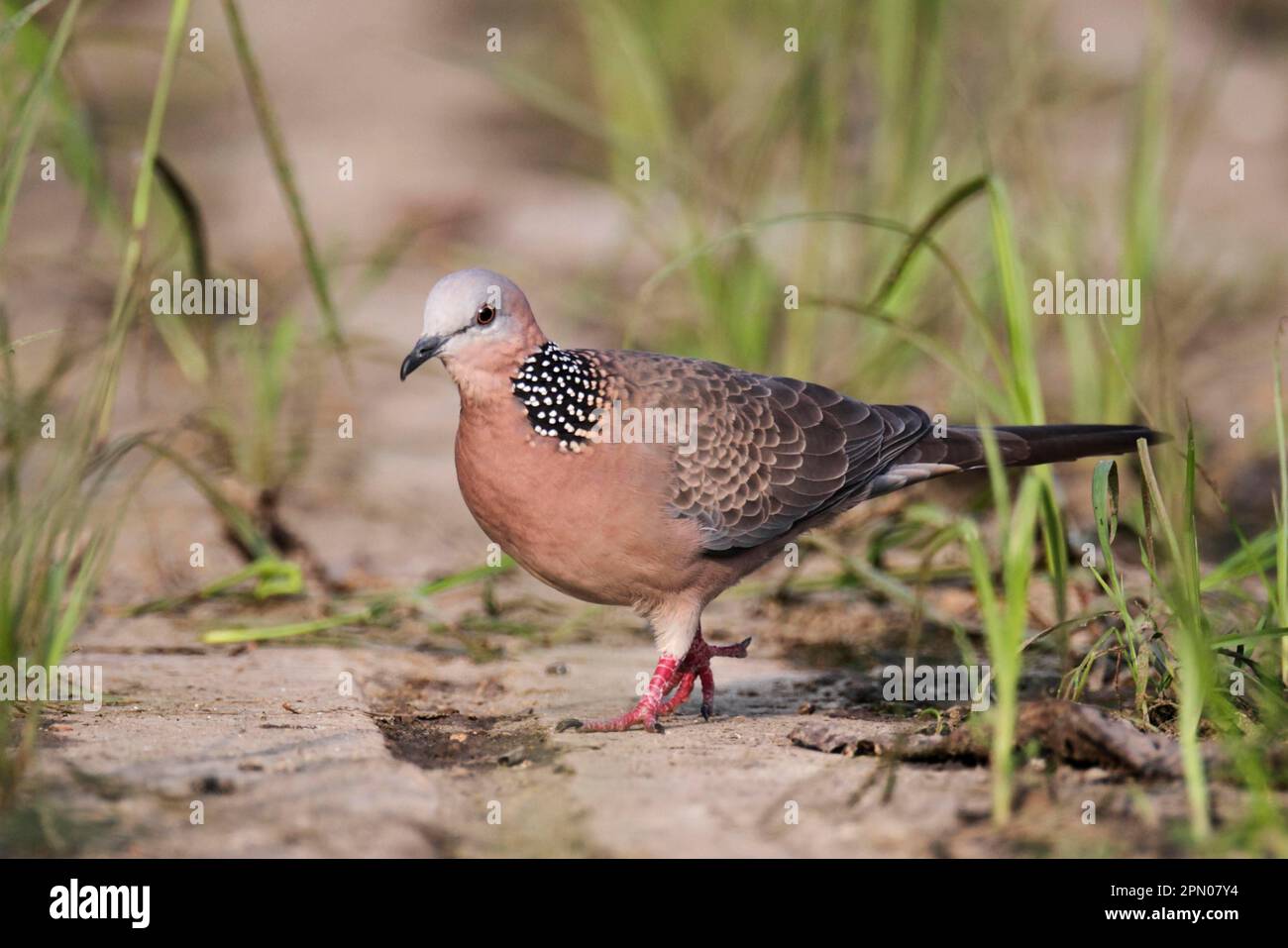 Spotted Dove (Spilopelia chinensis) adult, walking on ground, Hong Kong ...