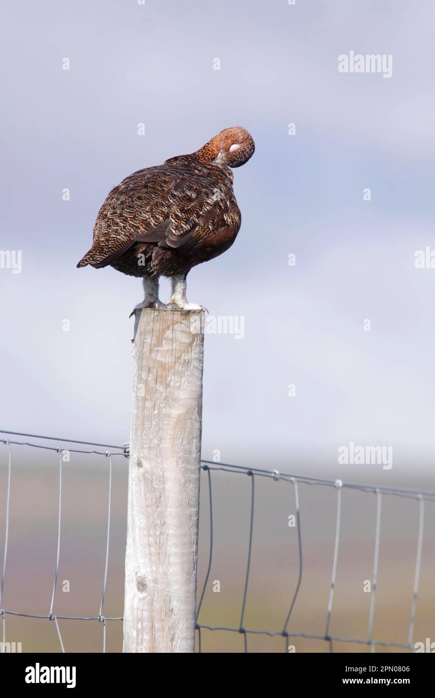 Scottish Grouse, red grouses (Lagopus lagopus scoticus), ptarmigan ...