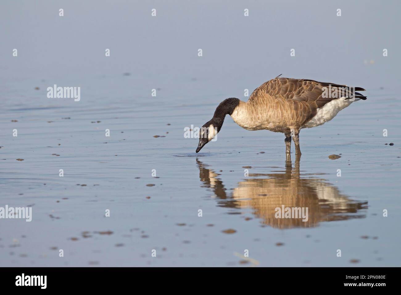 Canada goose (Branta canadensis) introduced adult species feeding in ...