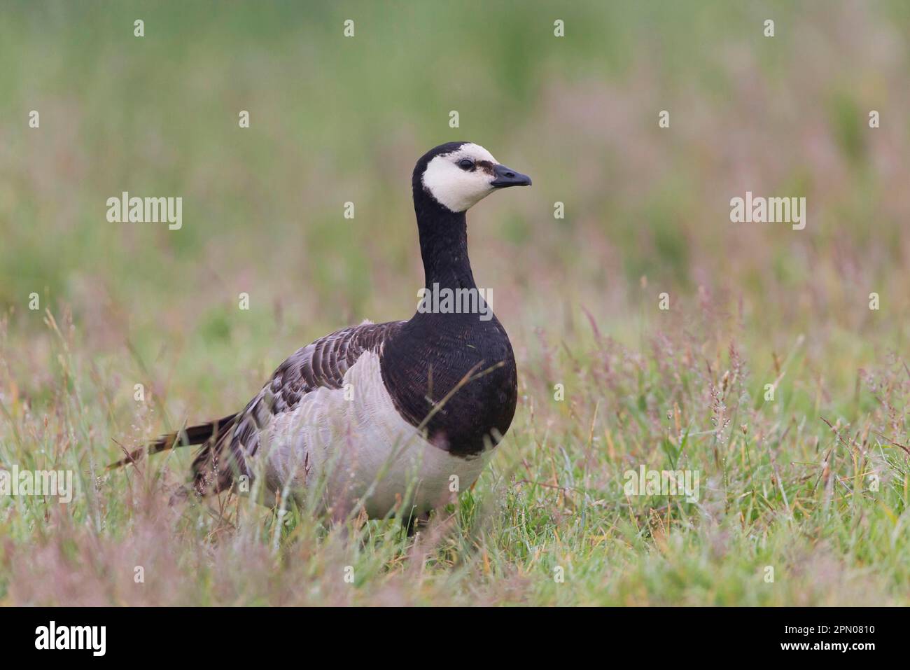 Barnacle Goose (Branta leucopsis) adult, standing on marsh, Suffolk ...