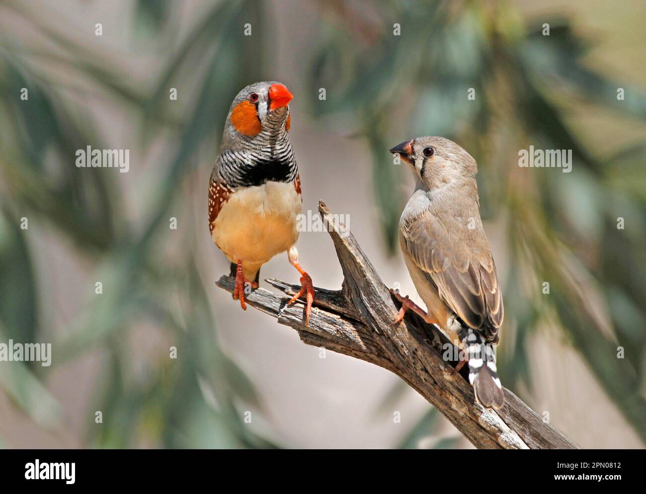 Male Vs Female Finches