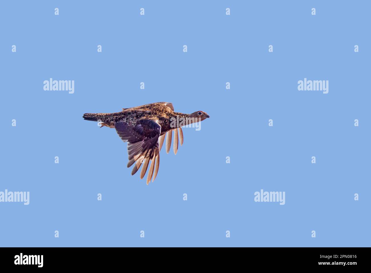 Scottish Grouse, red grouses (Lagopus lagopus scoticus), Ptarmigan ...