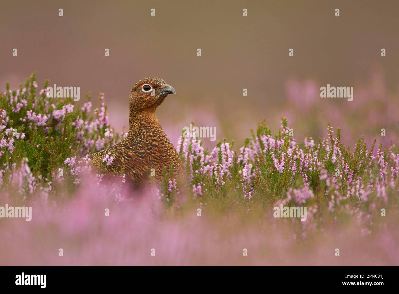 Red Grouse (Lagopus lagopus scoticus) adult female, standing amongst ...