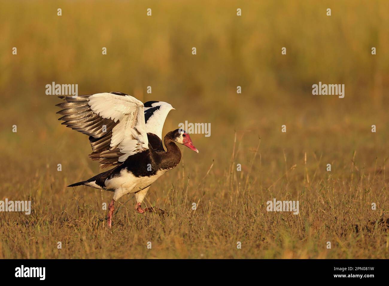 Spur-winged spur-winged goose (Plectropterus gambensis), adult male ...