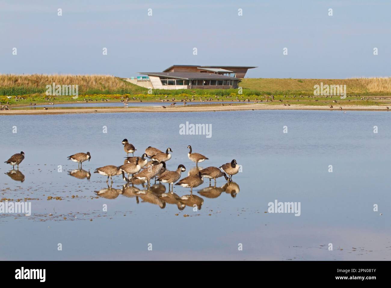 Canada goose (Branta canadensis), introduced species, adults, flocking ...