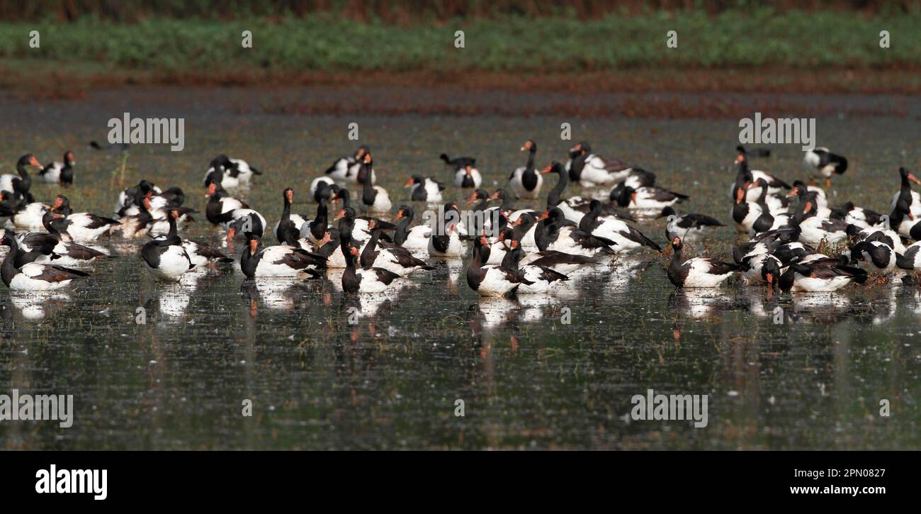 Magpie Goose (Anseranas semipalmata) flock, roosting in shallow water ...