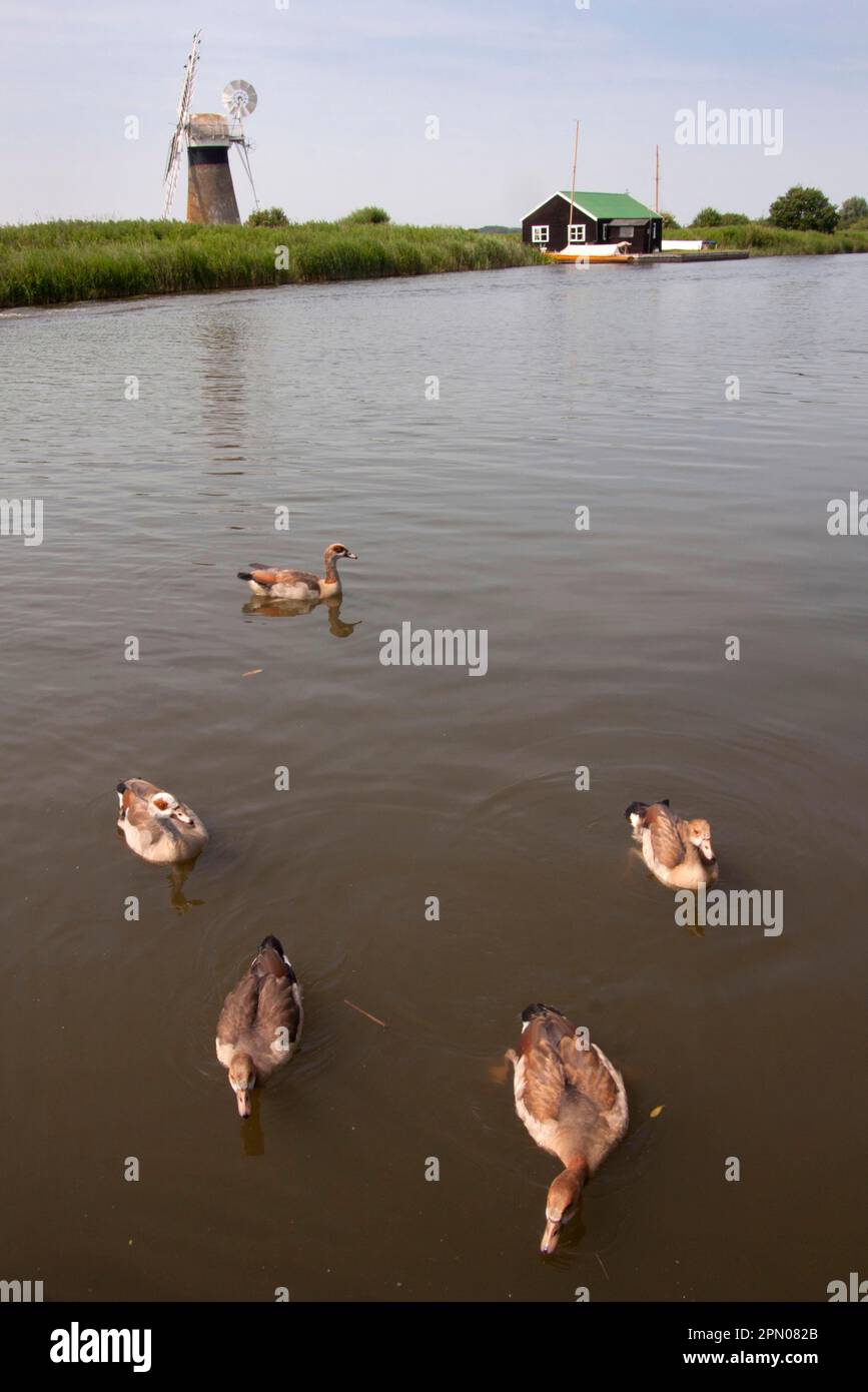 Egyptian egyptian goose (Alopochen aegyptiacus) introduced species ...