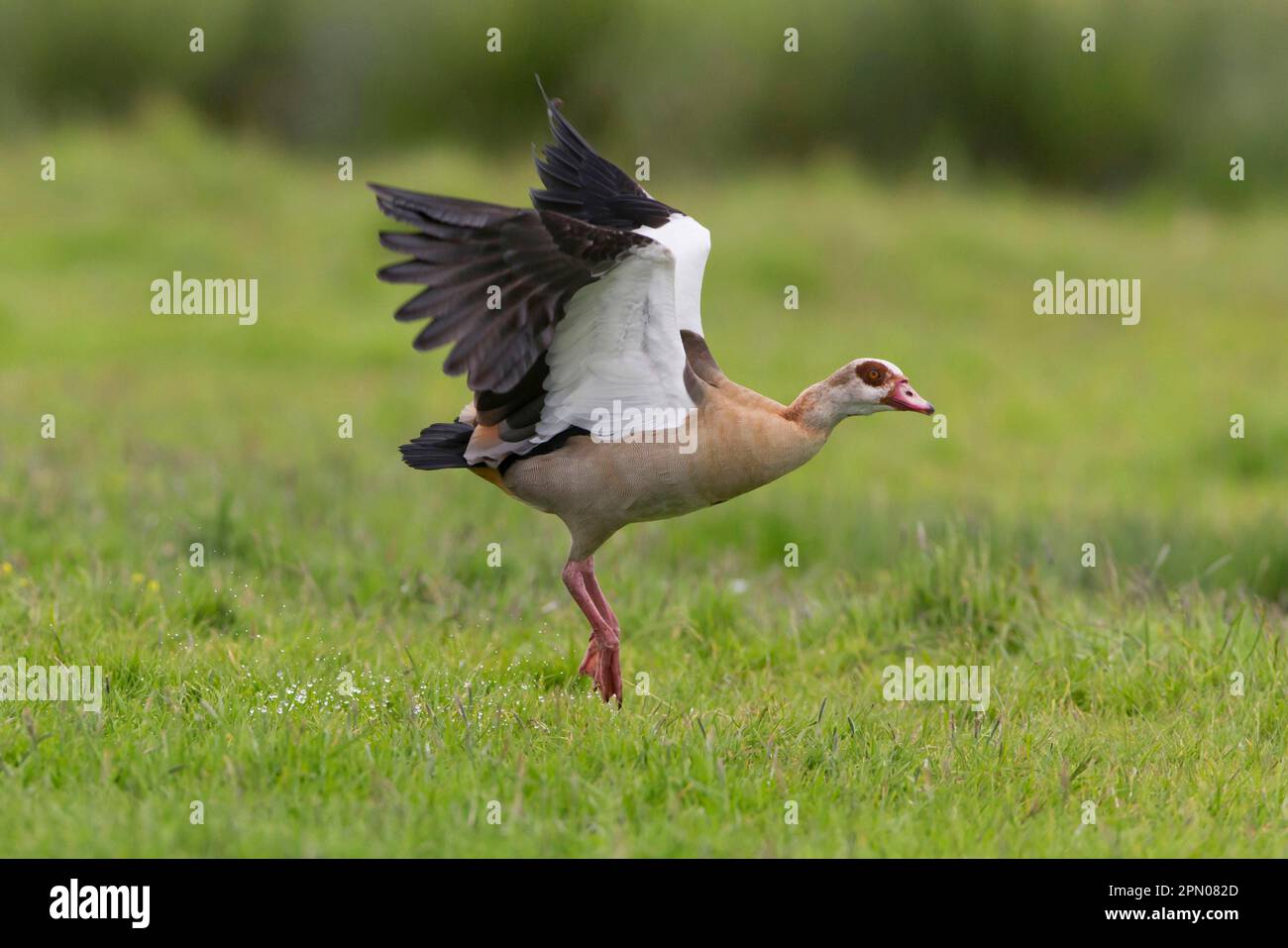 Egyptian Goose (Alopochen aegyptiacus) introduced species, adult, in ...