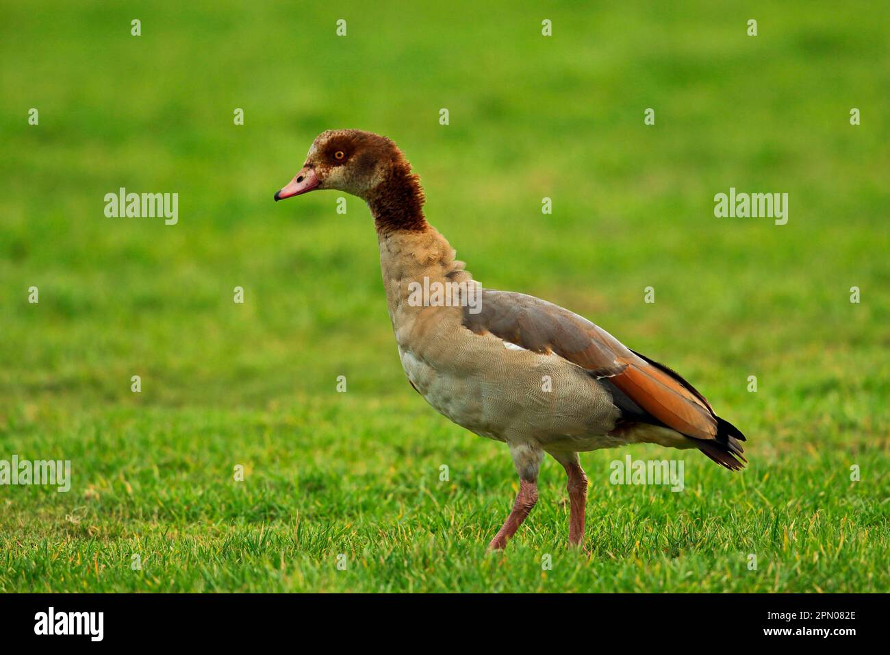 Egyptian egyptian goose (Alopochen aegyptiacus) introduced species ...