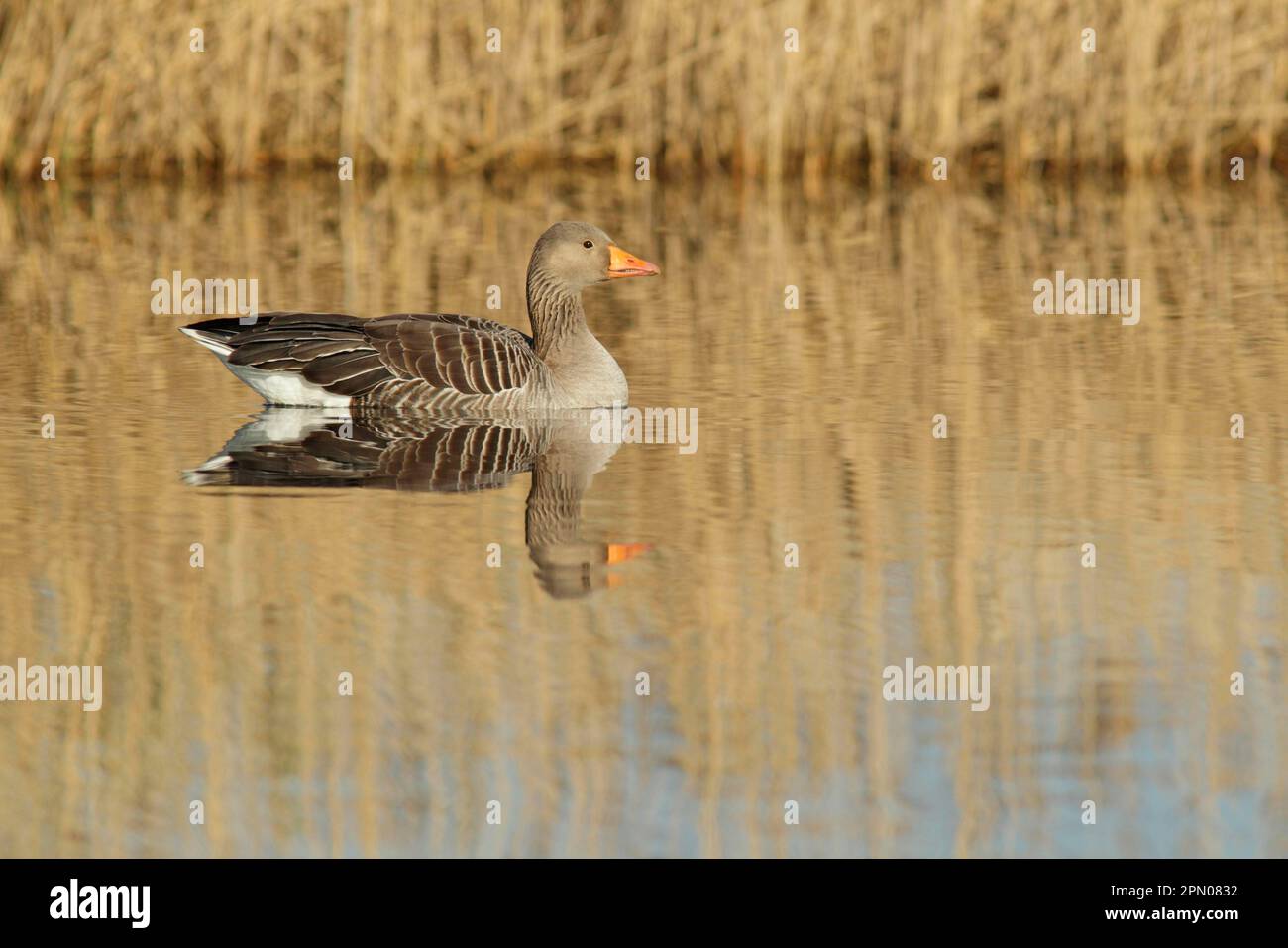 Greylag goose (Anser anser) adult, swimming, with reflections of reeds ...