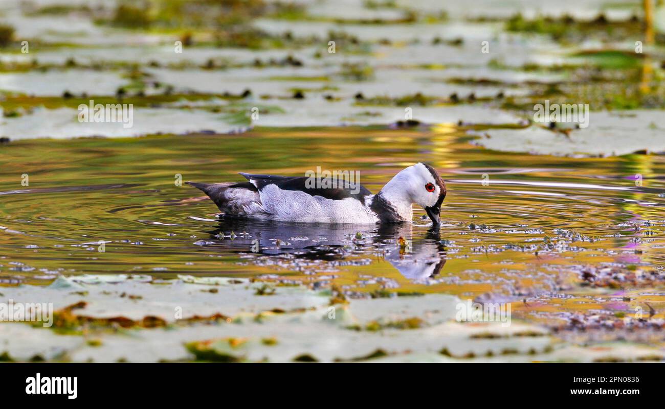 Cotton Pygmy Goose (Nettapus coromandelianus) adult male, swimming ...