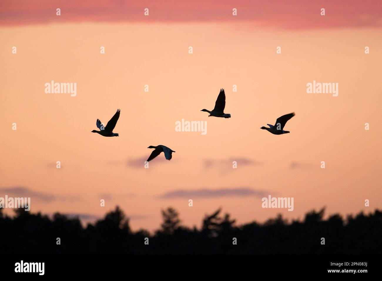 Four footed animals hi-res stock photography and images - Alamy