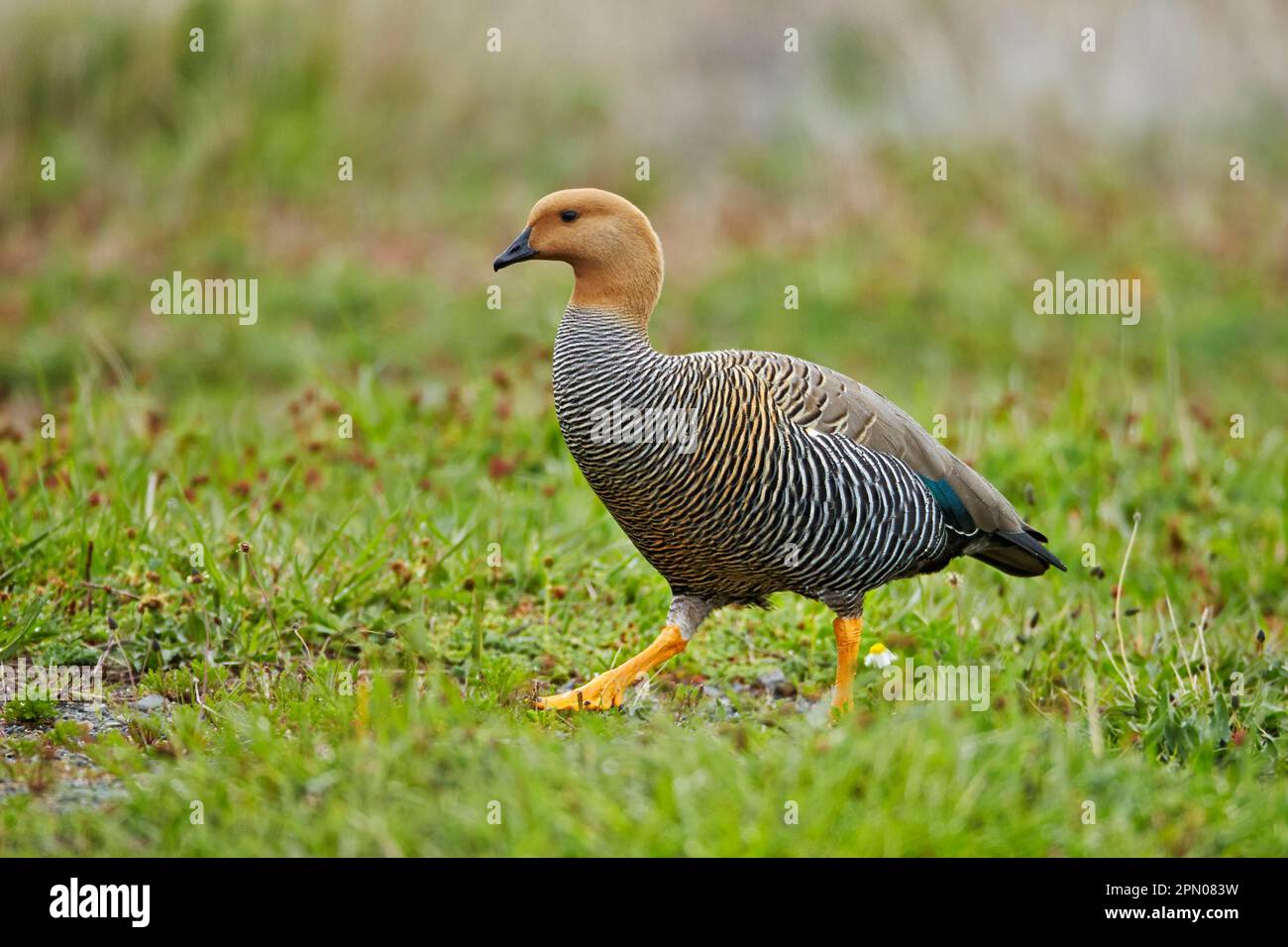 Upland Goose (Chloephaga picta) adult female, walking, Torres del Paine ...