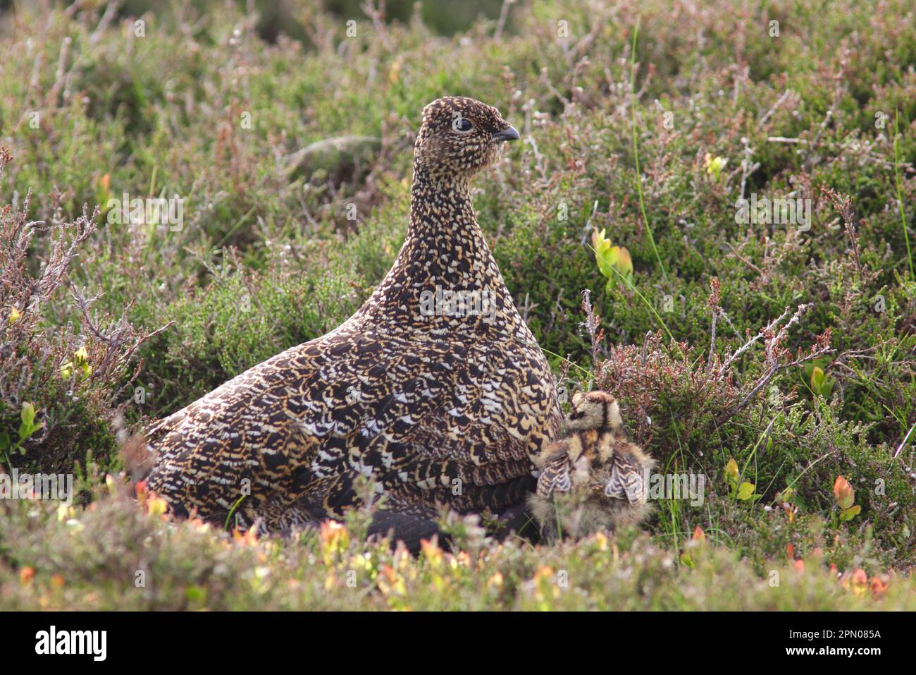 Scottish Grouse, red grouses (Lagopus lagopus scoticus), Ptarmigan ...