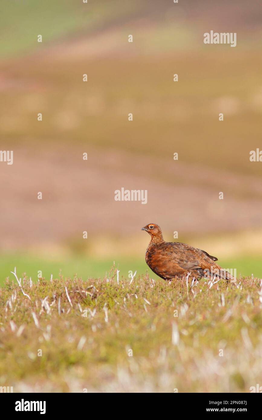 Scottish Grouse, red grouses (Lagopus lagopus scoticus), Ptarmigan ...