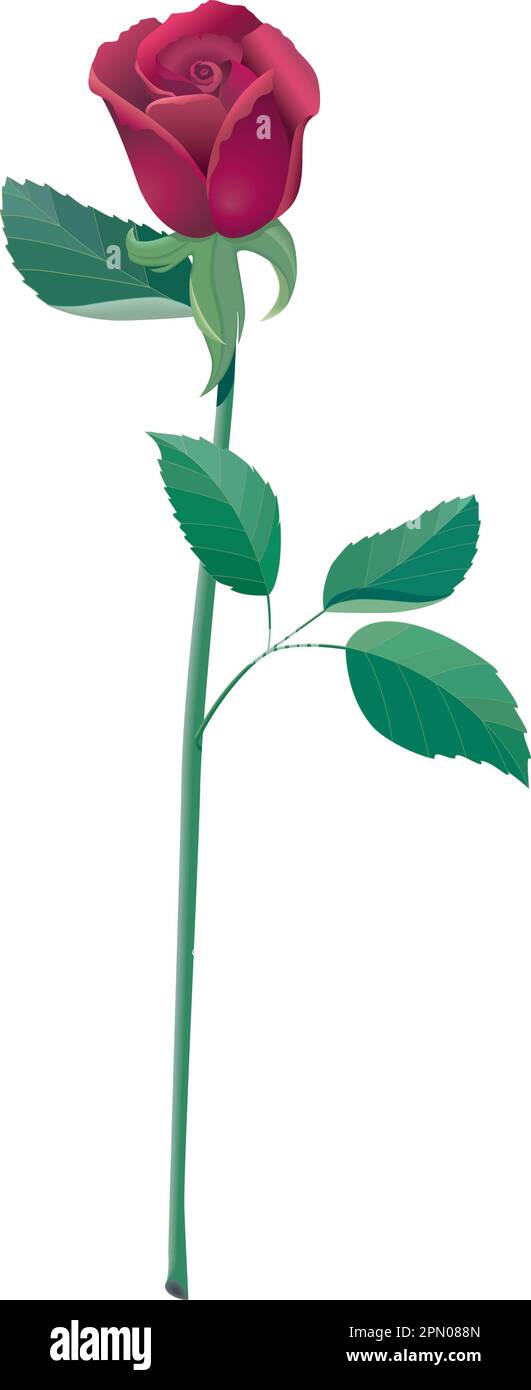 Long stemmed flower Stock Vector Images - Alamy