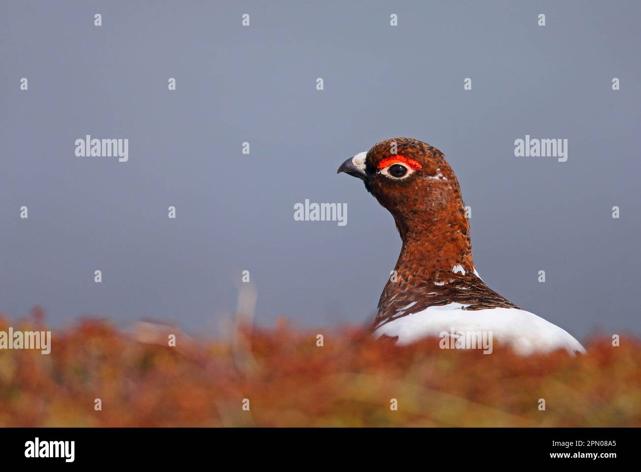 Willow ptarmigans (Lagopus lagopus), ptarmigan, ptarmigan, chicken ...