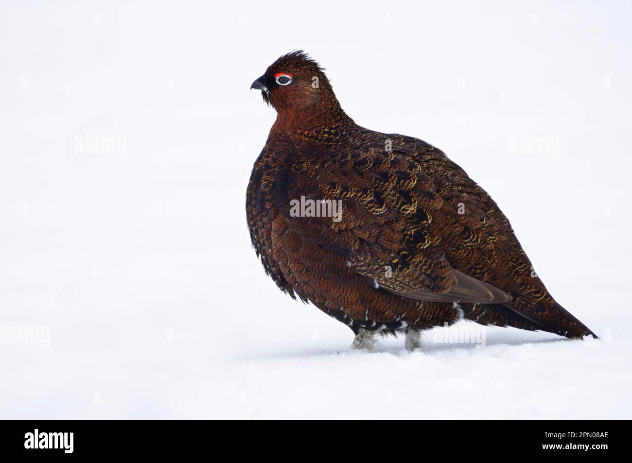 Red grouses (Lagopus lagopus scoticus), Ptarmigan, Ptarmigan, Chicken ...