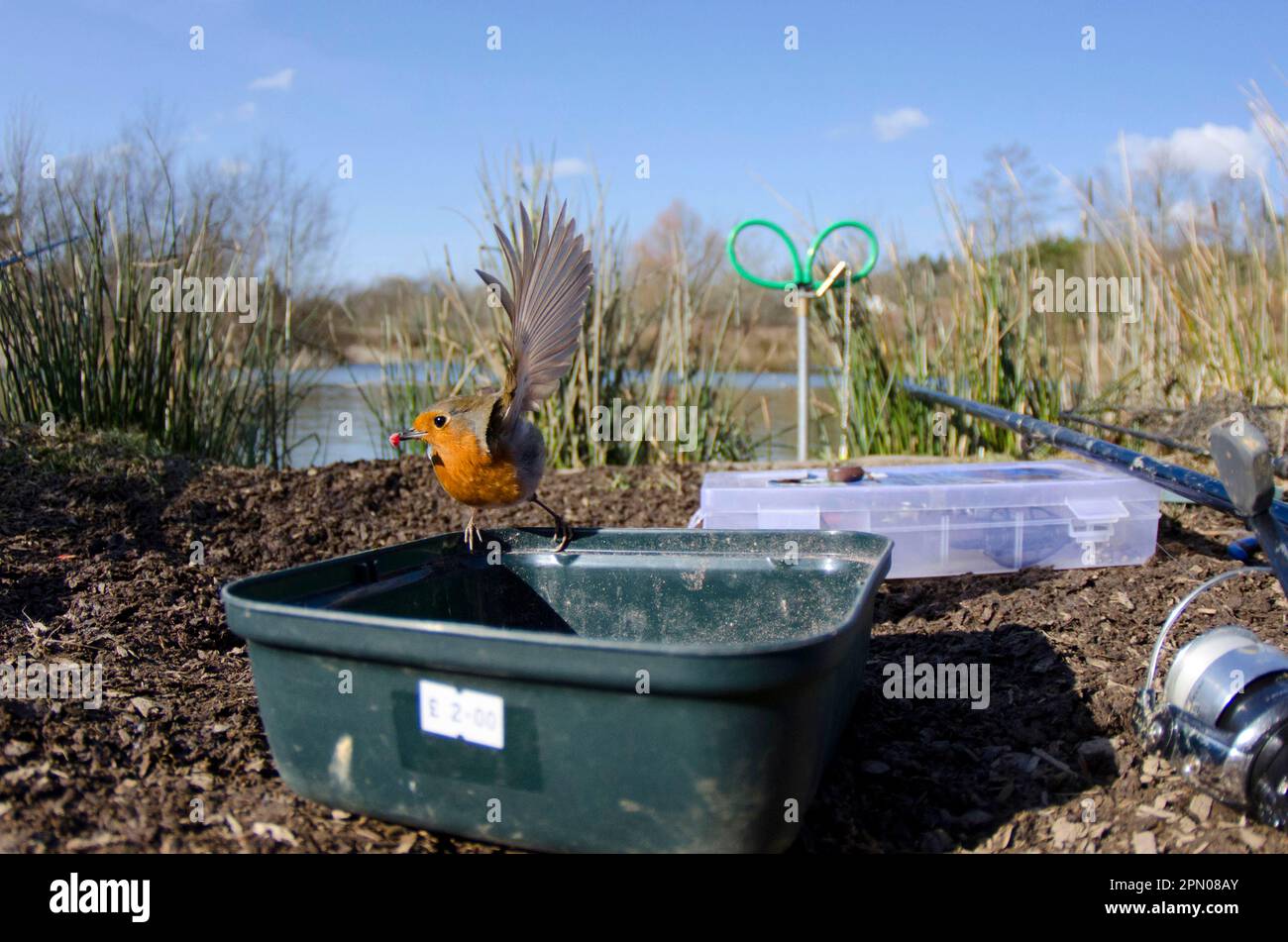 Maggot extraction hi-res stock photography and images - Alamy