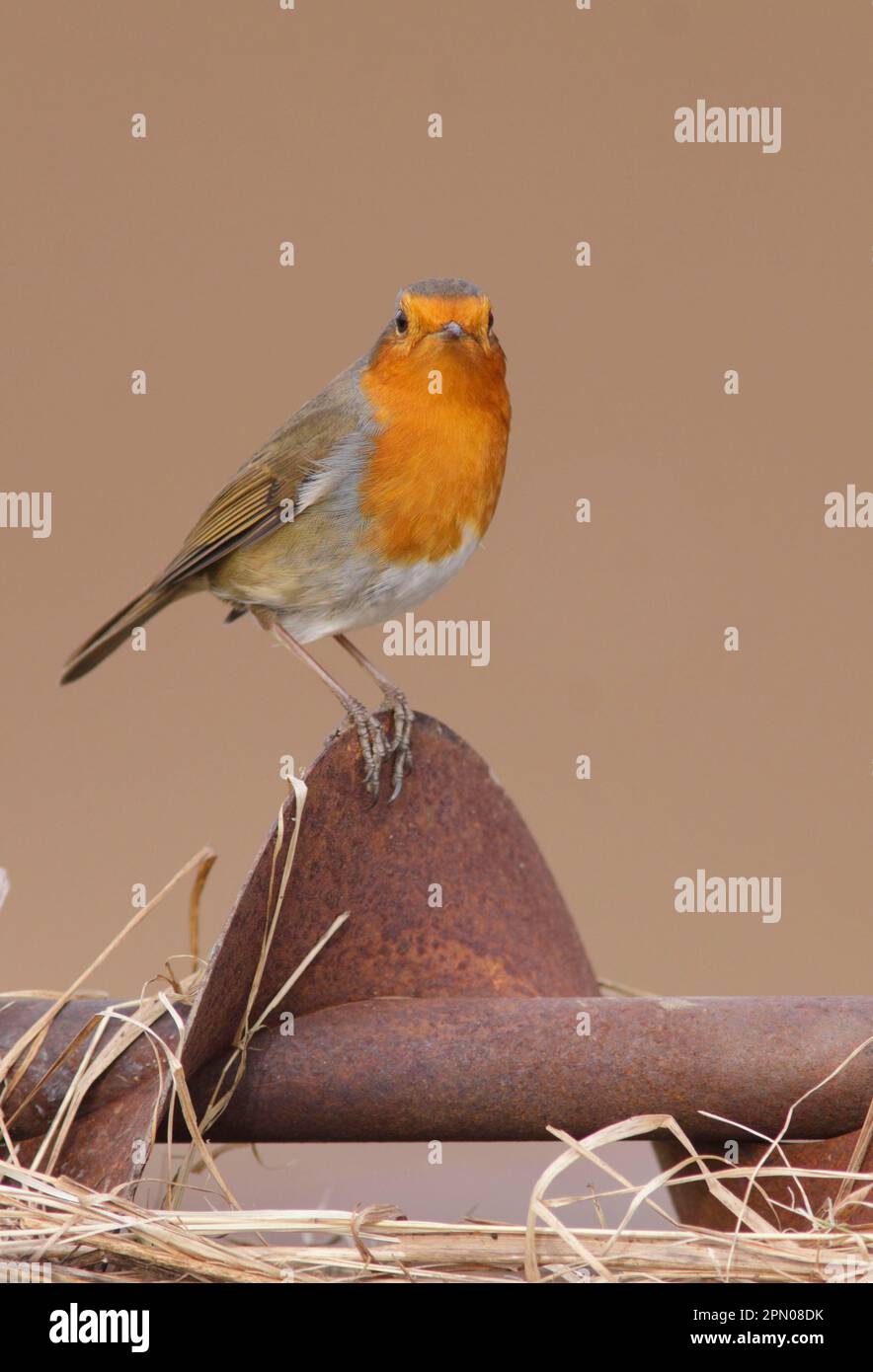 Robin on farm machinery hi-res stock photography and images - Alamy