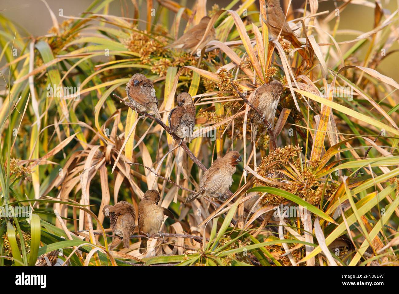 Several finches hi-res stock photography and images - Alamy