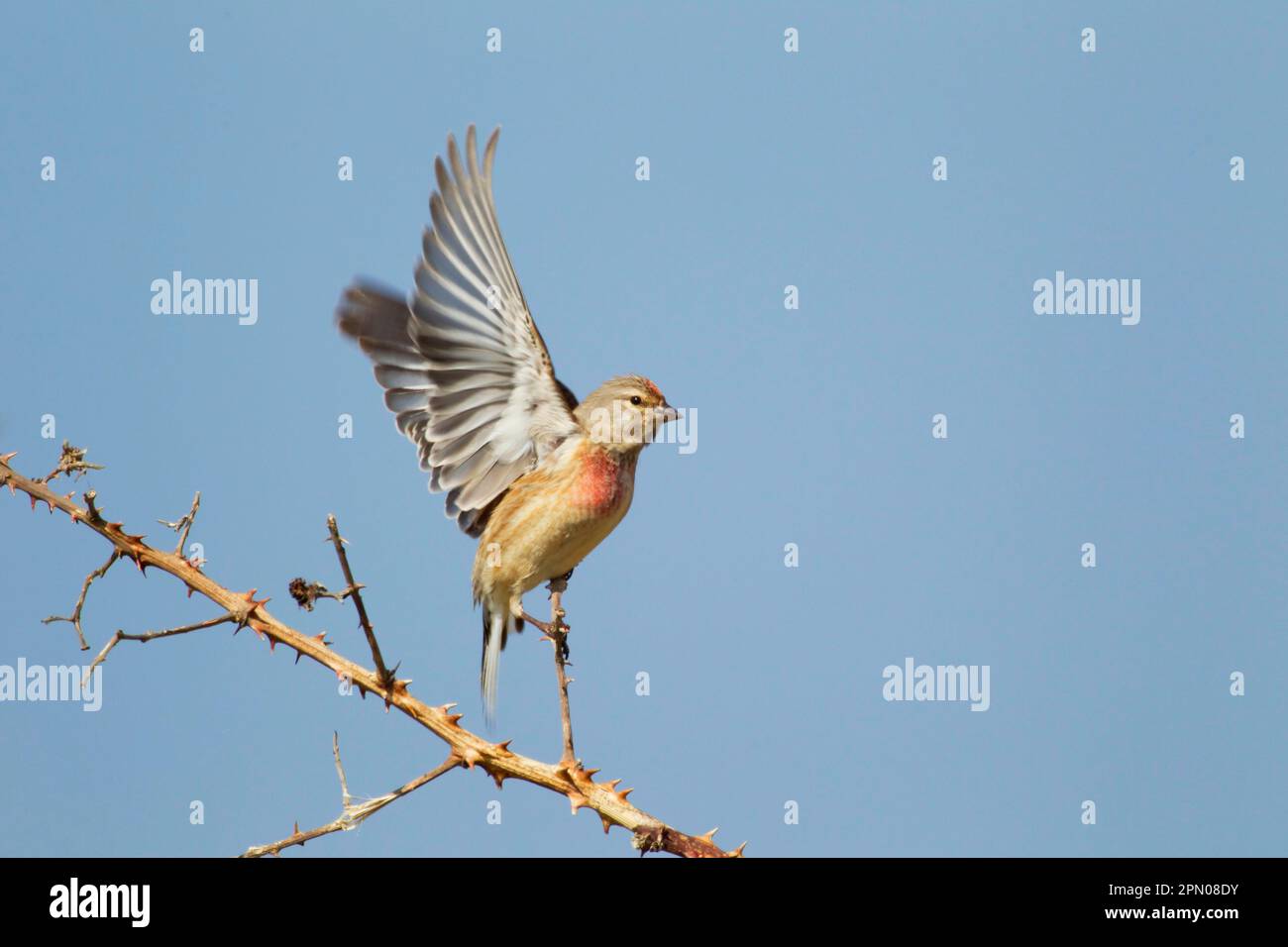 Acanthis cannabina, blood linnet, linnet, linnets (Carduelis cannabina ...