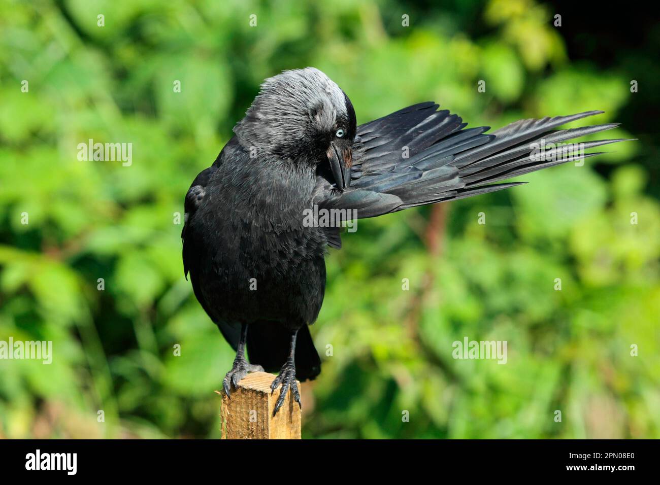 Jackdaw preening hi-res stock photography and images - Alamy