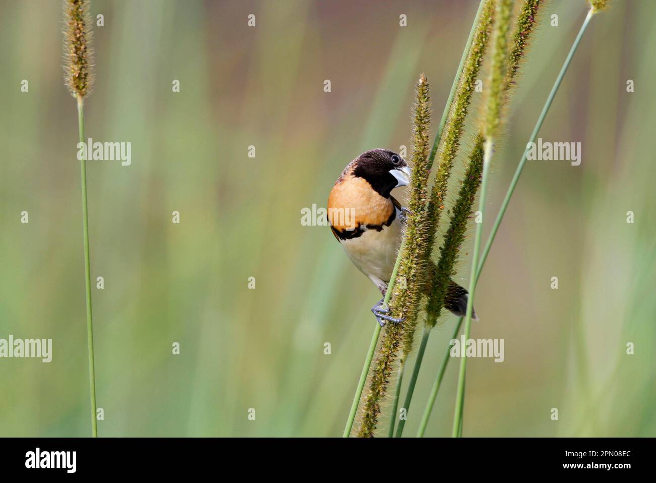 Chestnut-breasted Munia (Lonchura castaneothorax) adult, feeding on ...