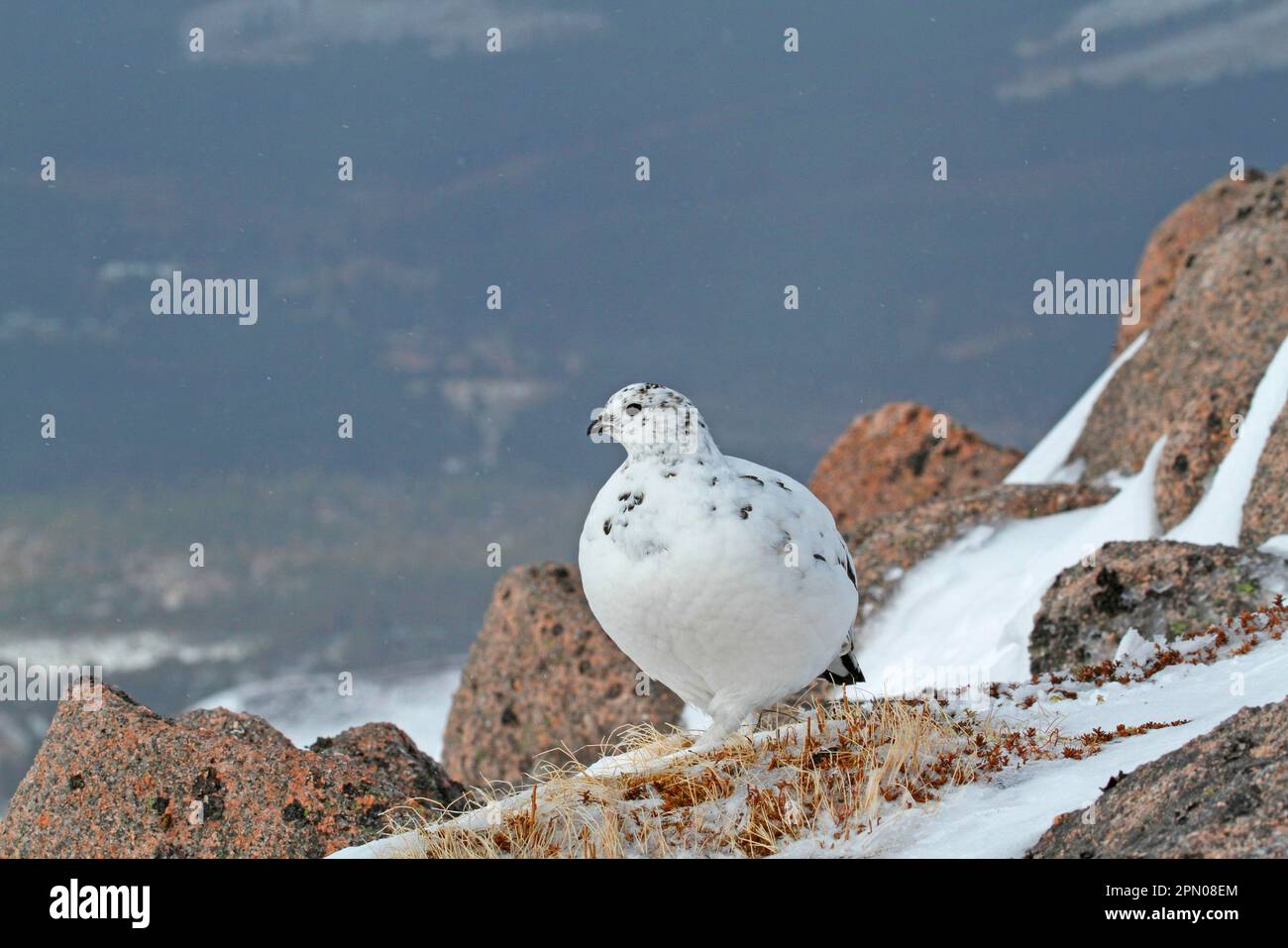 Rock Ptarmigan (Lagopus mutus) adult female, white winter plumage ...