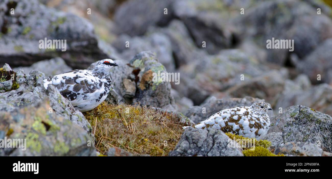 Rock Ptarmigan (Lagopus mutus) ad, Rock Ptarmigan (Lagopus mutus) ad ...