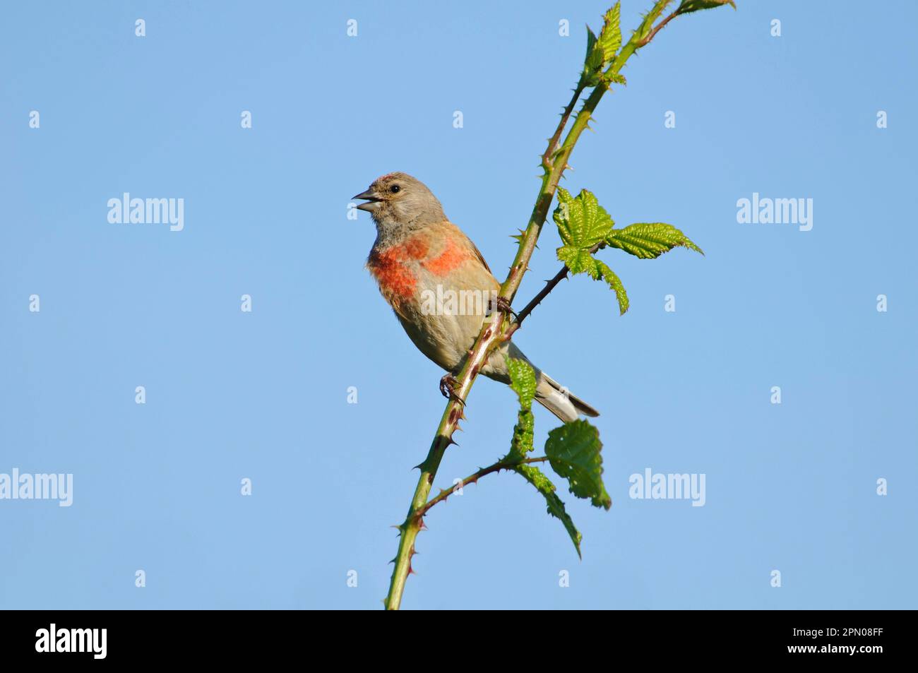 Acanthis cannabina, linnet, blood linnet, linnets (Carduelis cannabina ...