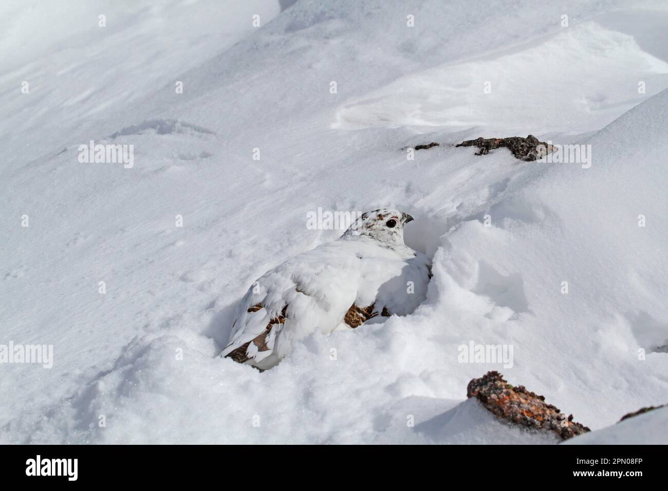 Ptarmigan snow rest hi-res stock photography and images - Alamy