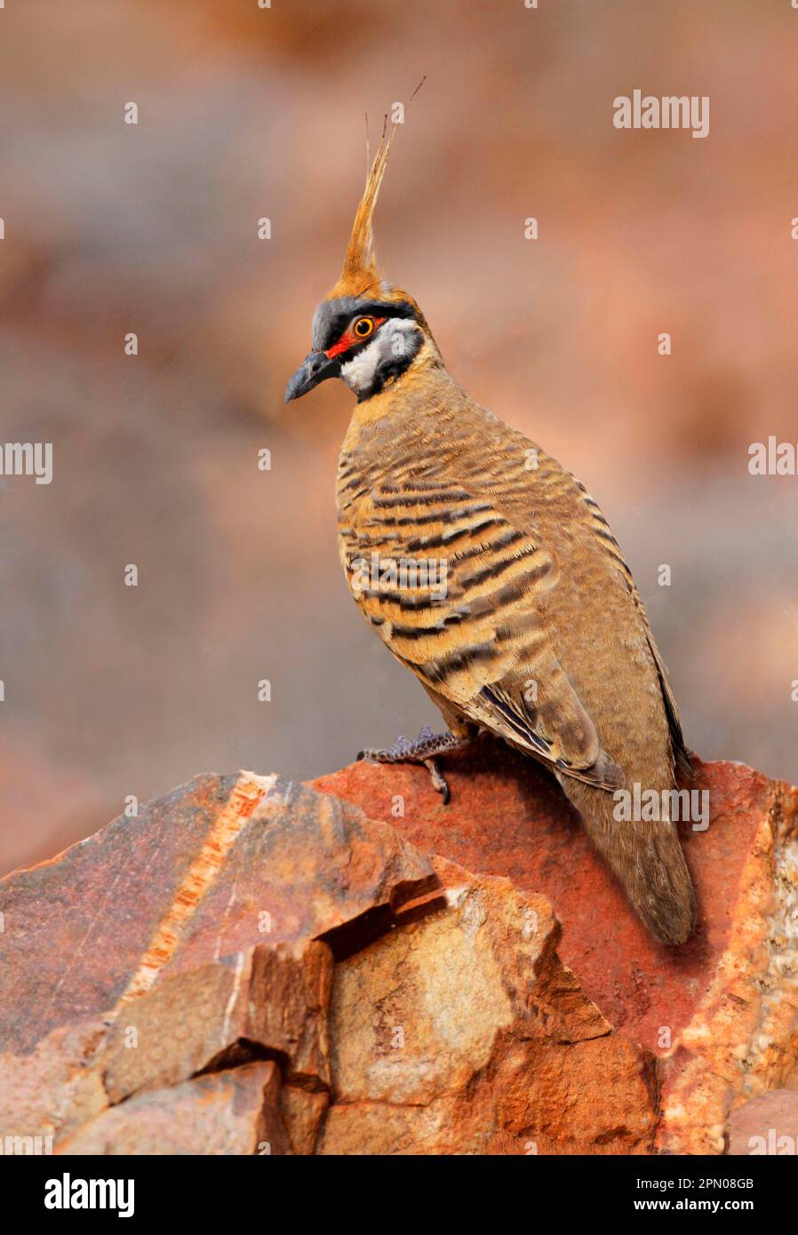 Crested quail doves hi-res stock photography and images - Alamy