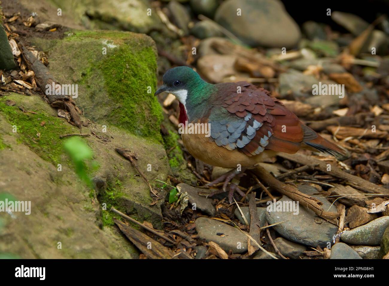 Mindanao Bleeding mindanao bleeding-heart (Gallicolumba crinigera ...