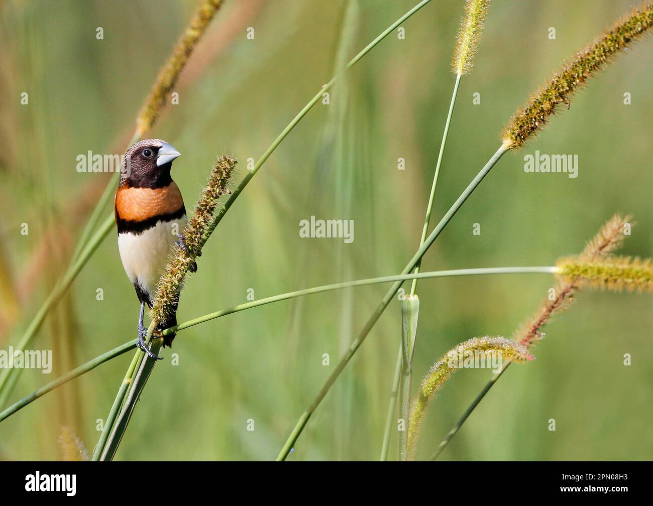 Chestnut-breasted Munia (Lonchura castaneothorax) adult, feeding on ...