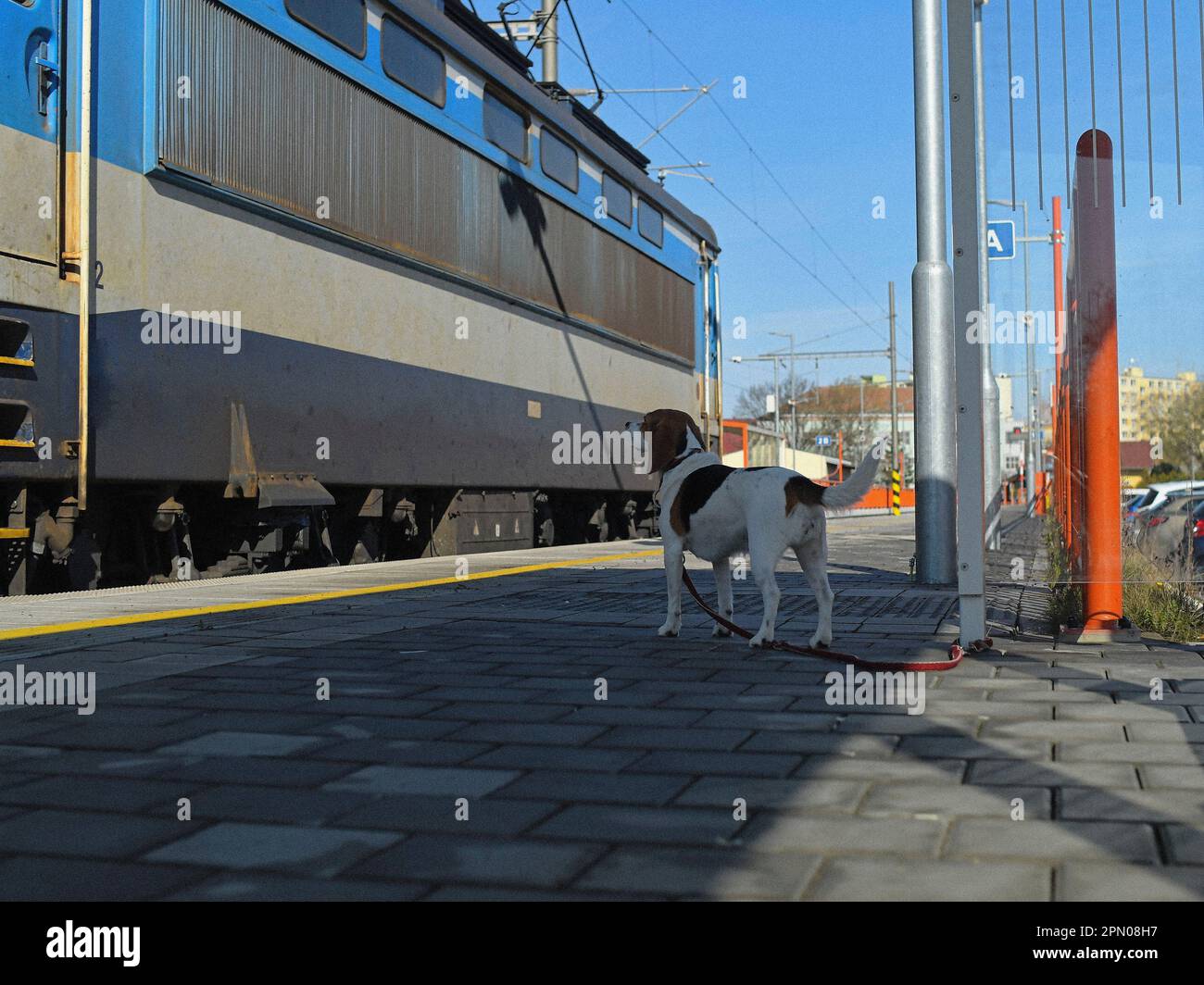 A dog waits for his owner at the train station. The concept of loyalty ...