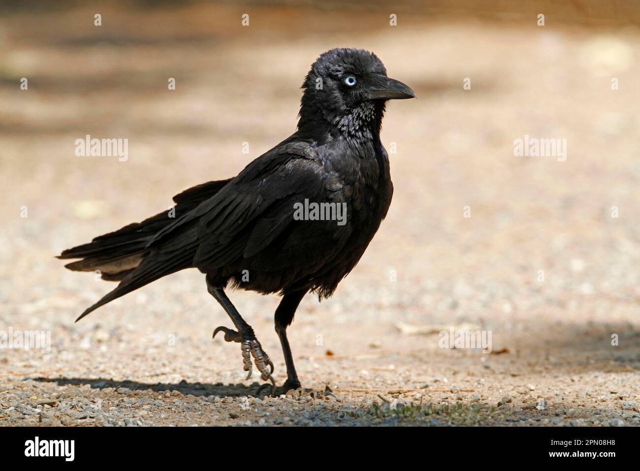 Little raven (Corvus mellori), Common Crows, Corvids, Songbirds ...