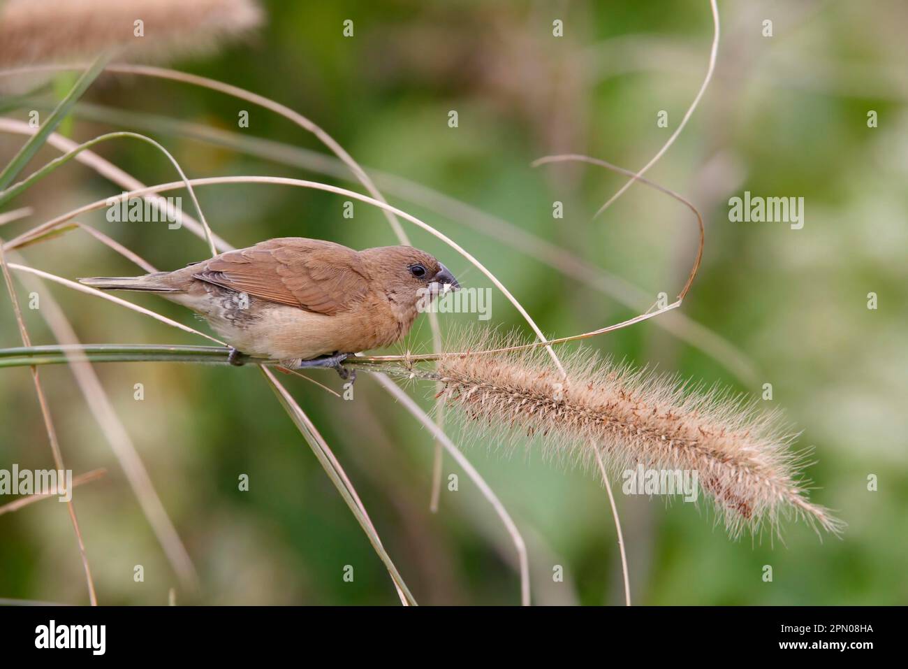 Munia lonchura punctulata hi-res stock photography and images - Alamy