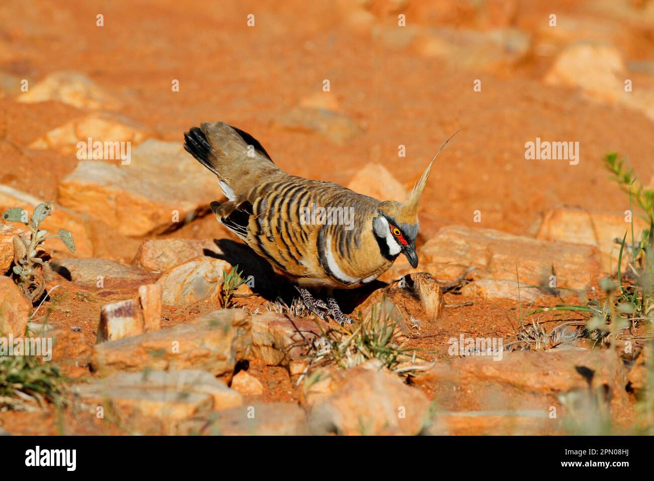 Crested quail doves hi-res stock photography and images - Alamy
